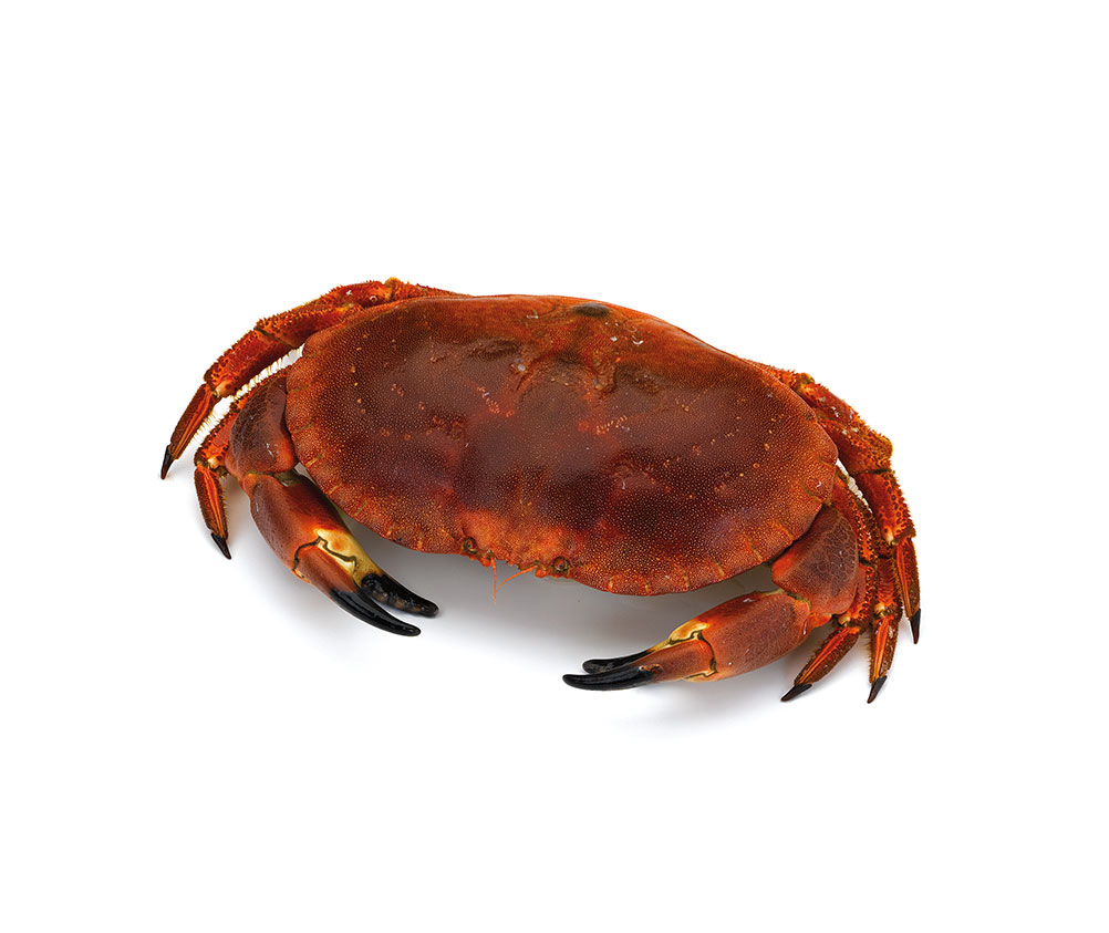 Sapateira – BeiraNova